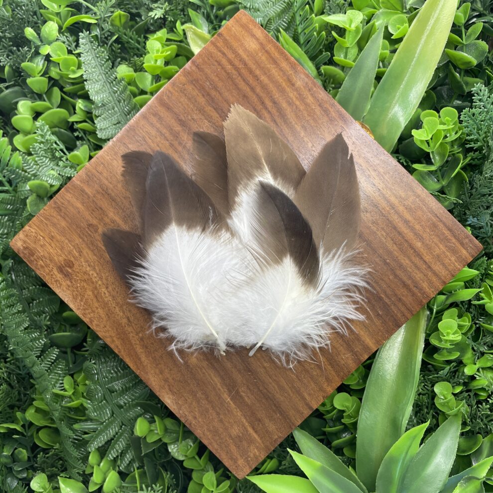 Plumes Naturelles | Boutique N°1 en France de Plumes Naturelles
