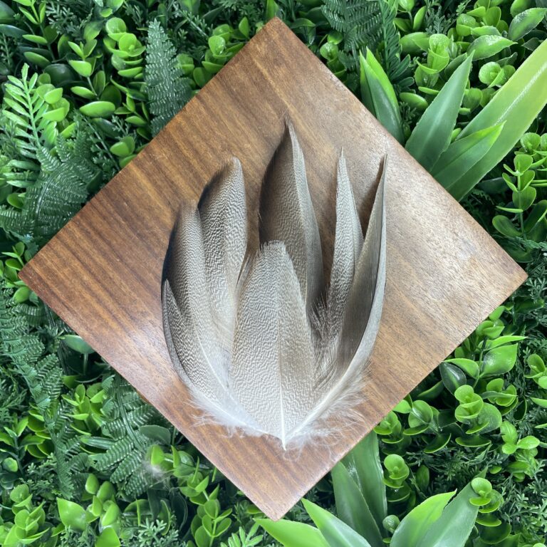 Plumes Naturelles | Boutique N°1 en France de Plumes Naturelles