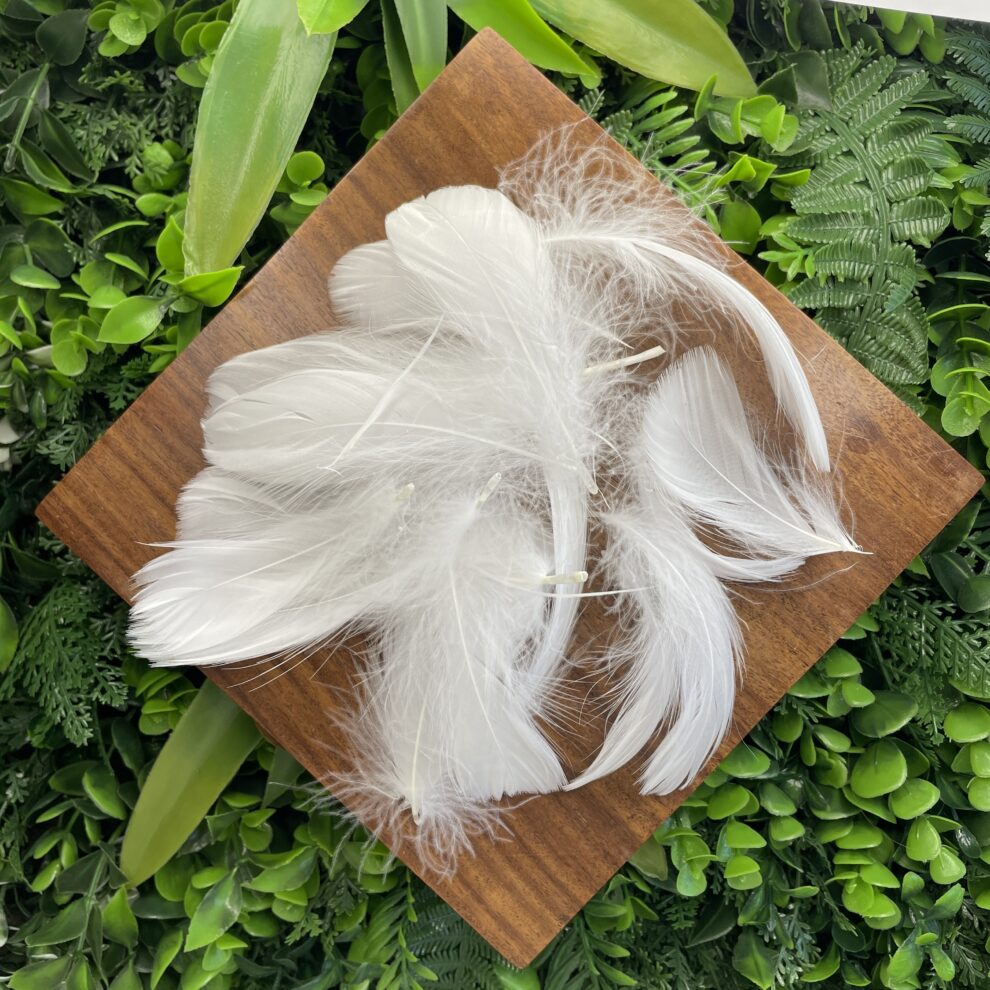 Plumes Naturelles | Boutique N°1 en France de Plumes Naturelles